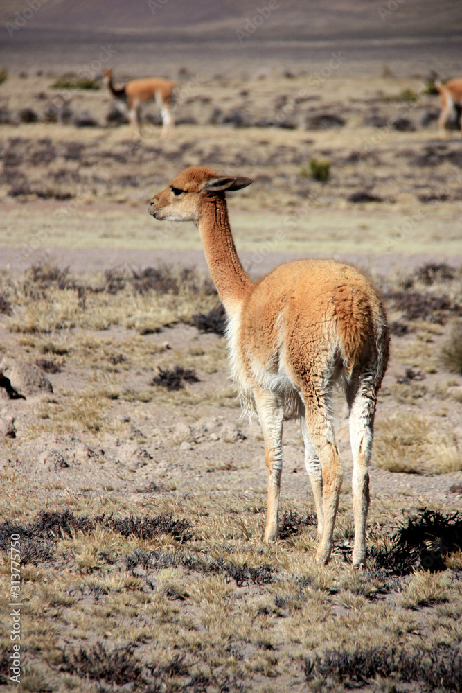 Wild Vicuñas ranging the plains of Reserva Nacional de Salinas y Aguada ...
