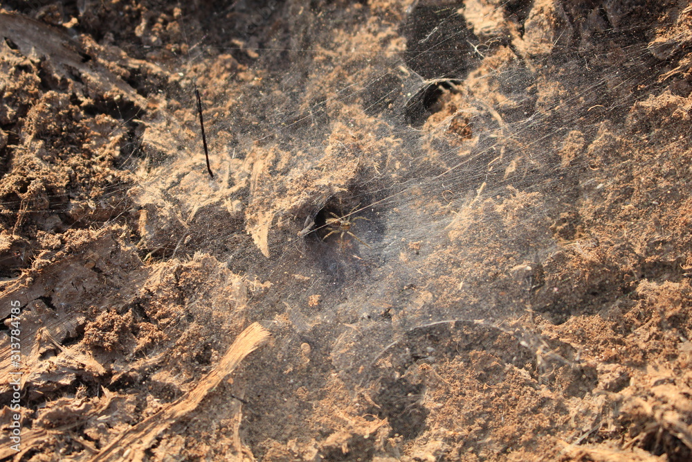 The cracked surface of a cobweb spider in full. Stock Photo | Adobe Stock