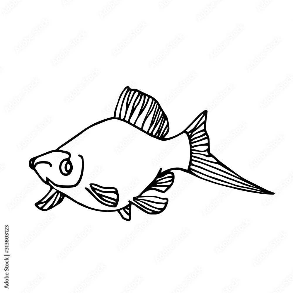 swimming decorative aquarium fish, swordtail with a tail and a fin ...