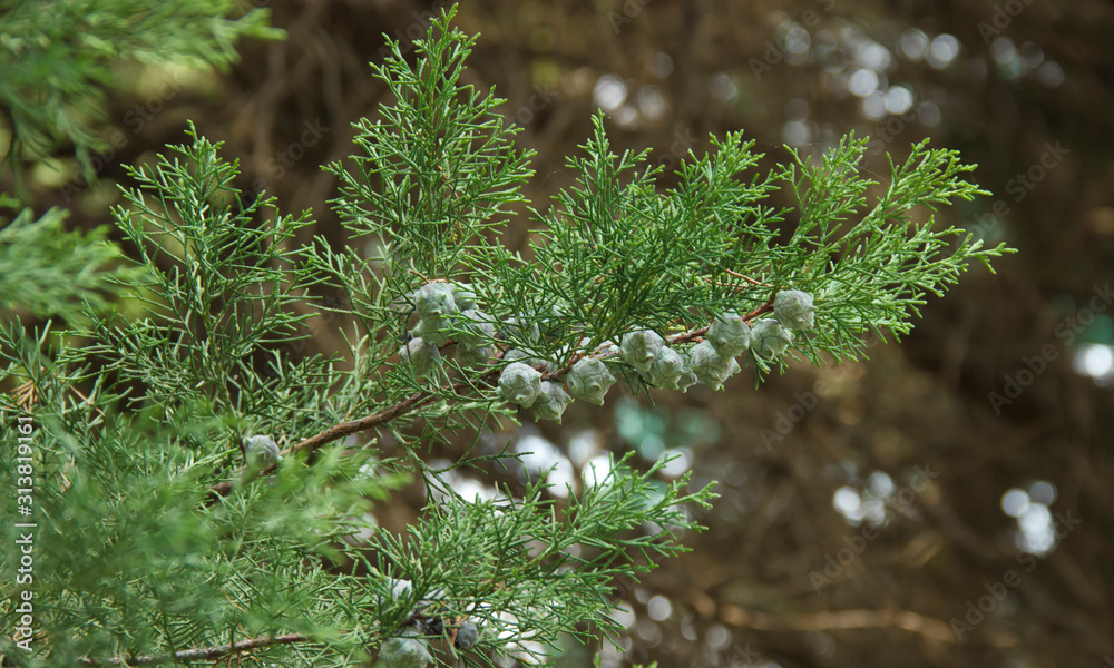 Taxodium distichum is a deciduous coniferous tree of the Cypress family ...