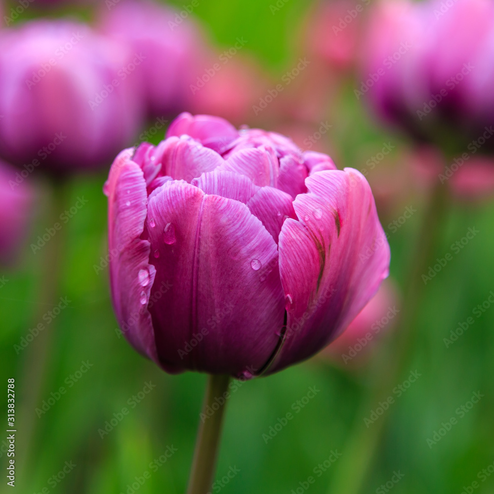 Beautiful Purple Tulips