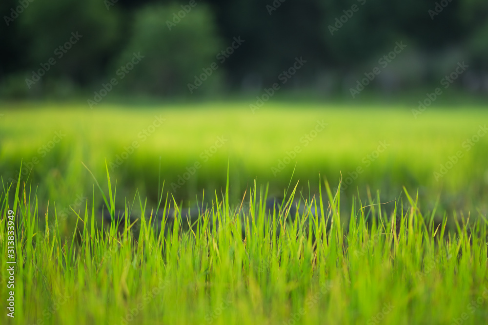 Rice leaves Stock Photo | Adobe Stock