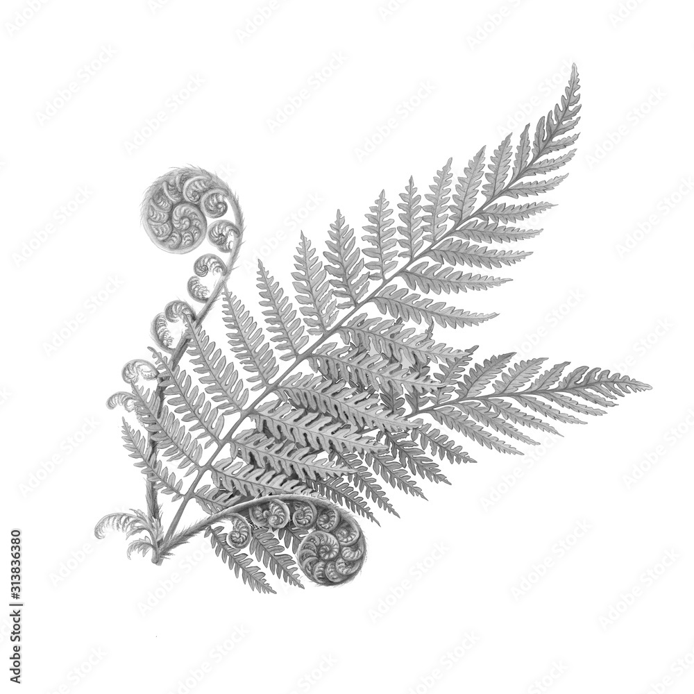 Silver Fern Hand Drawn Pencil Illustration Isolated on White Stock ...