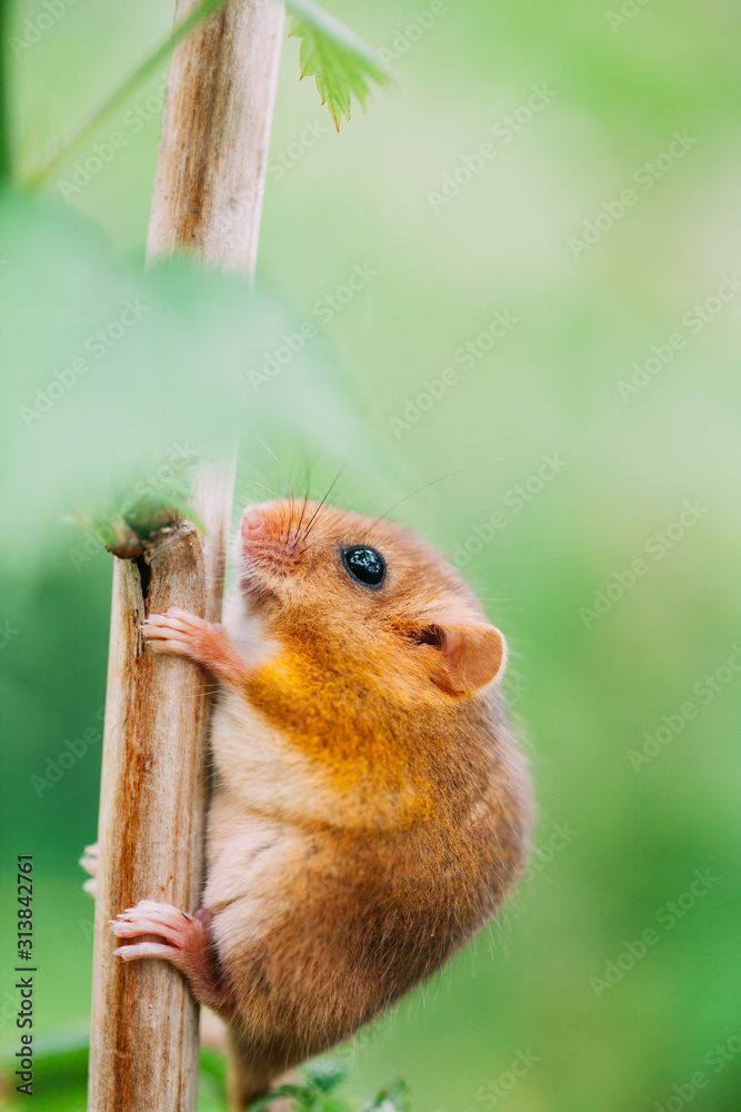 Little hazel dormouse climb the twigs in nature. Muscardinus ...