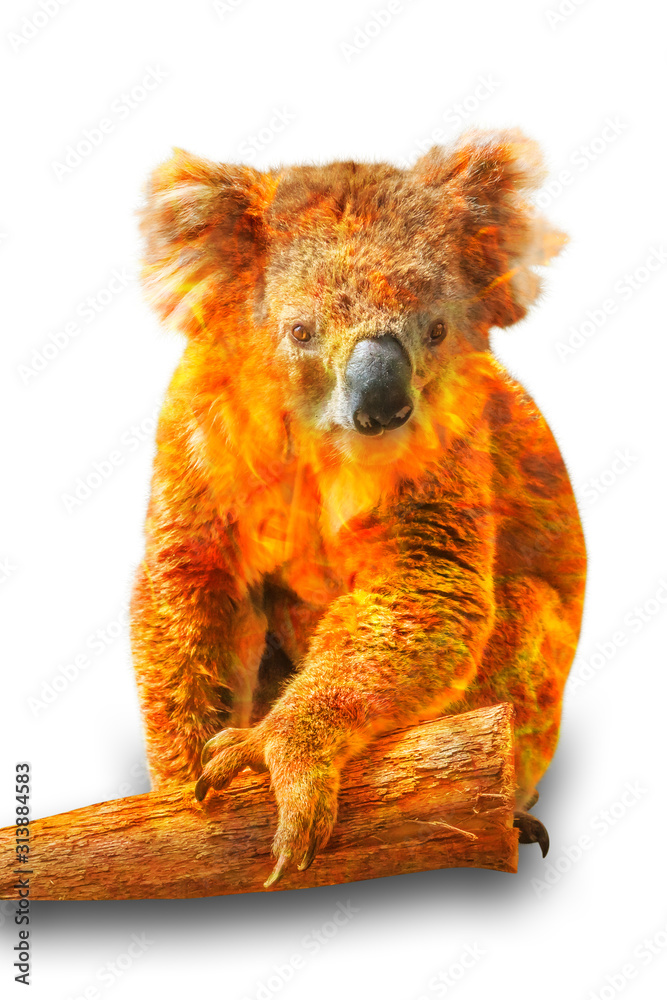 Composition about Koala wildlife in the Australian bushfires in 2020 ...