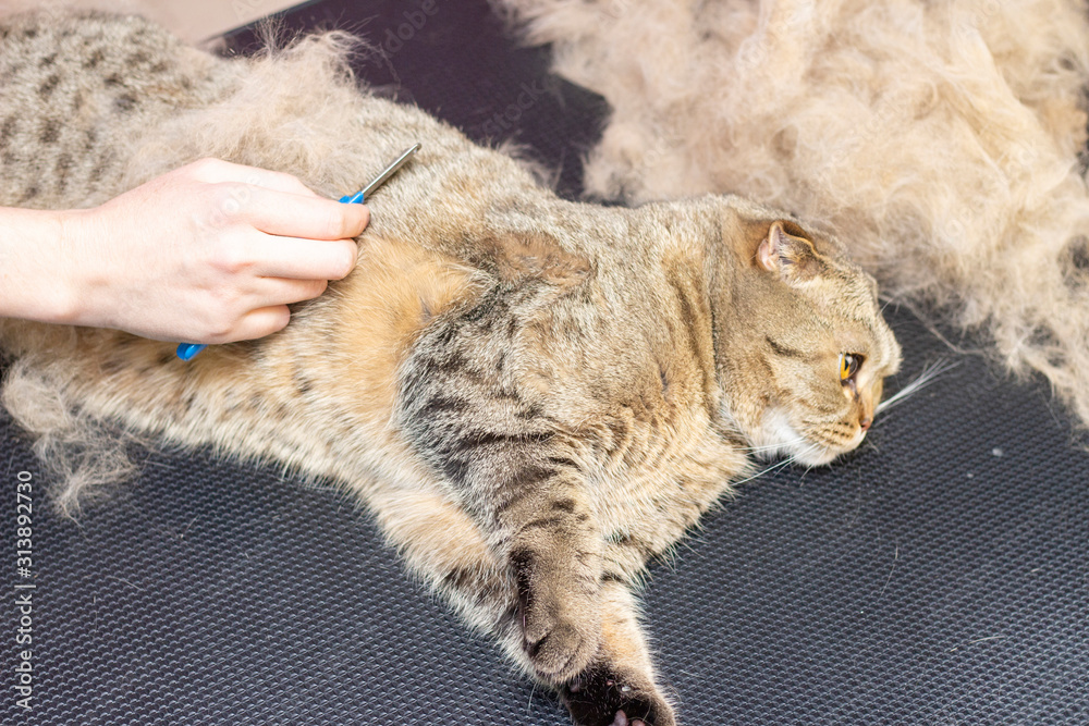 Cat grooming, combing wool. Express molt. Beautiful cat in a beauty ...