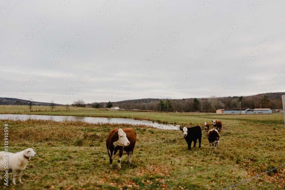 cow hefer beef cow grass fed Stock Photo | Adobe Stock