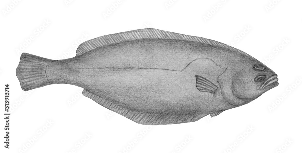 Atlantic halibut. Hand drawn black pencil realistic illustration. Stock ...