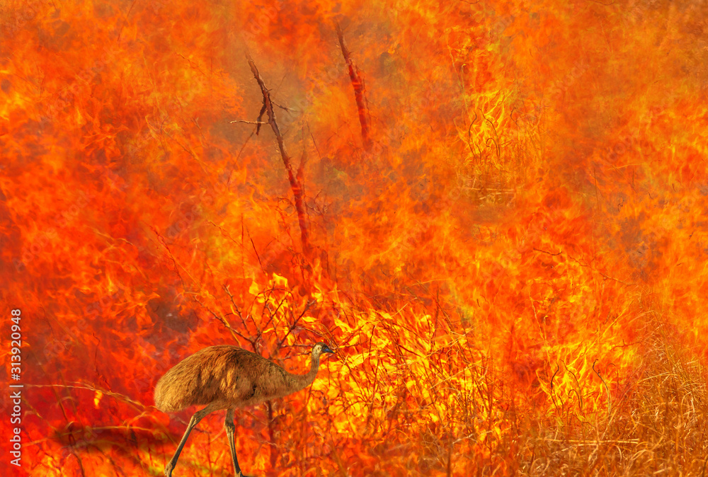 Australian wildlife in bushfires of Australia. Emu with fire on the ...