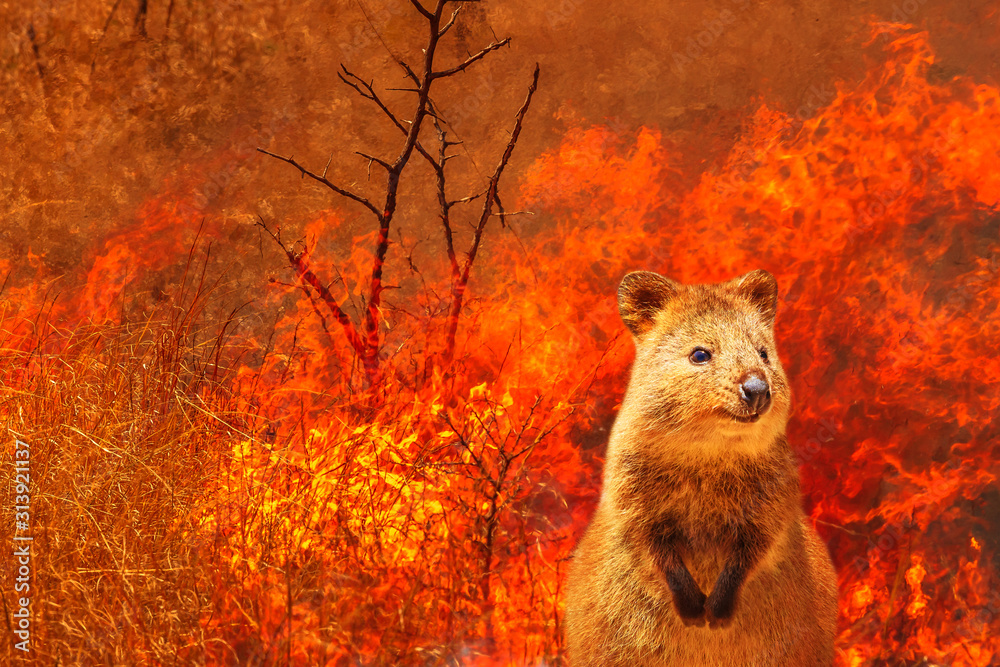 Composition about Australian wildlife in bushfires of Australia in 2020 ...