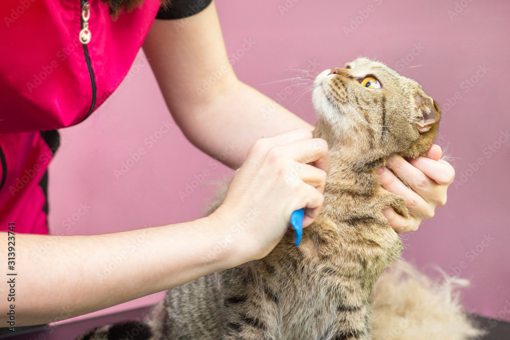 Foto de contented cat in a beauty salon. cat express molt procedure ...