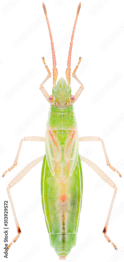 Myrmus miriformis is a genus of scentless plant bugs in the family ...
