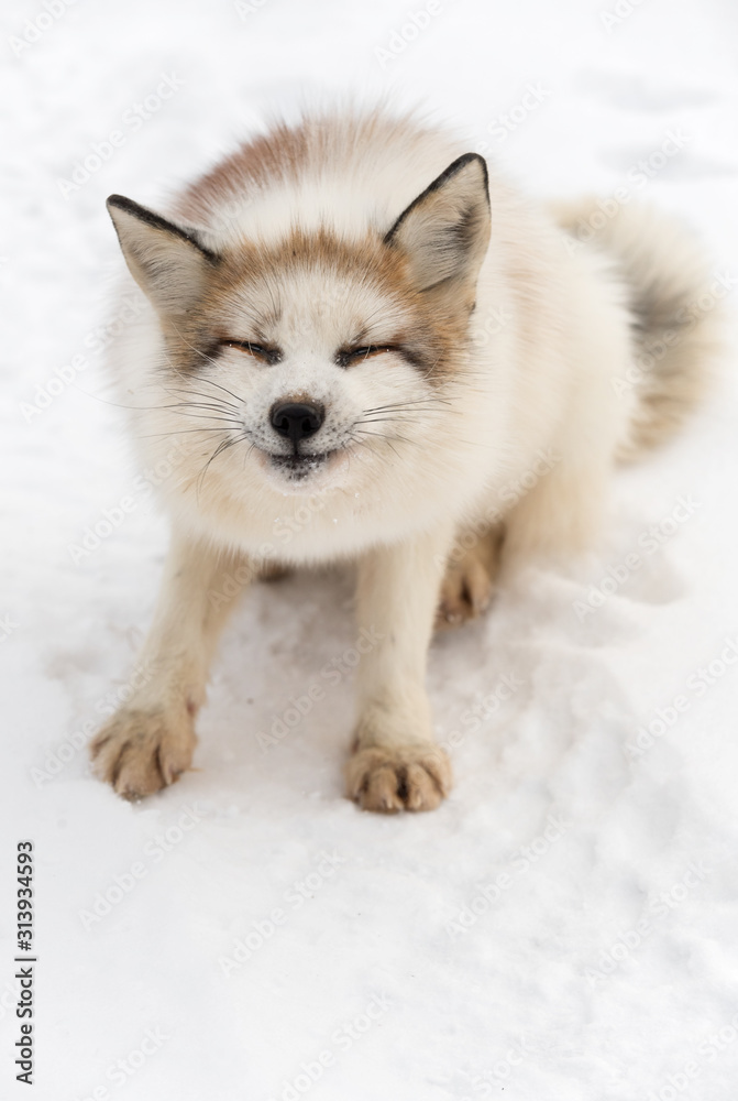 Marble Fox