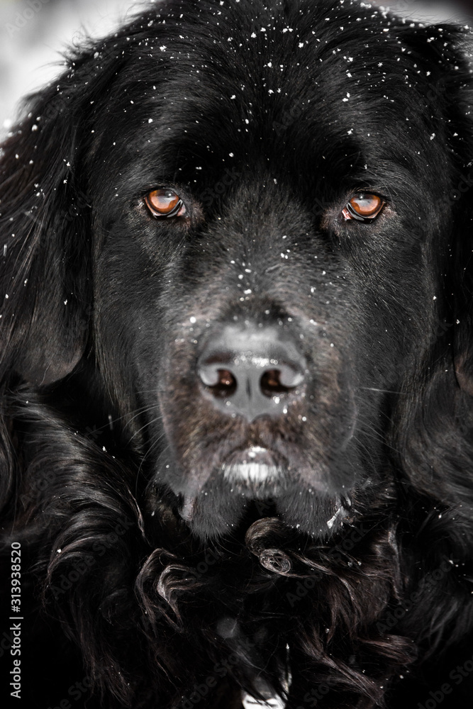 Bear, the Newfoundland dog, stares intensely into the camera during a ...