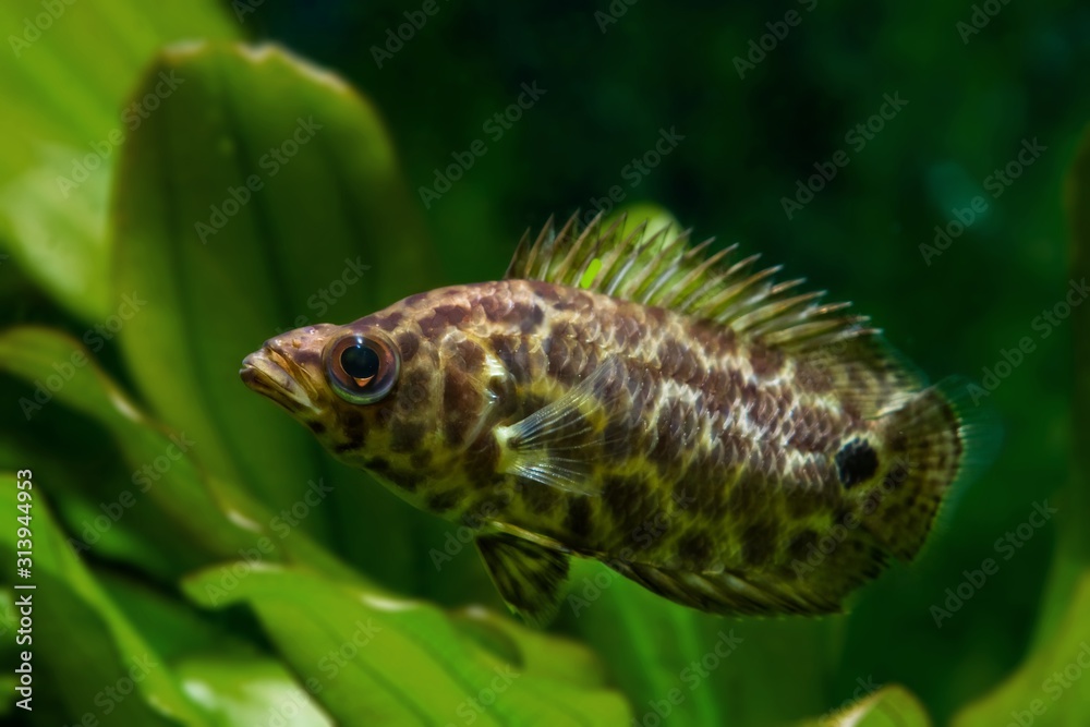 Spotted Climbing Perch