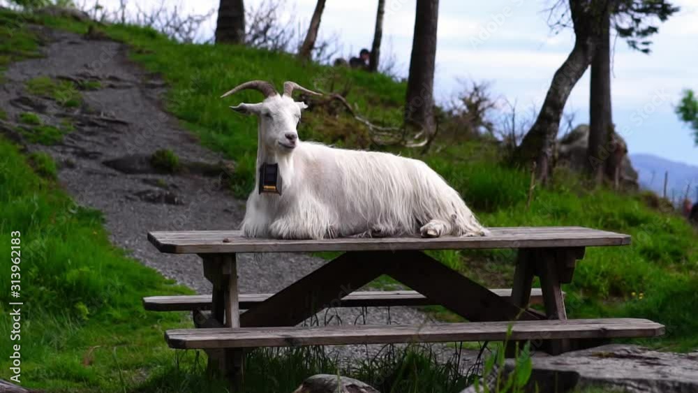 Norwegian goat on bench in Floyen mountain in Bergen. Countryside ...