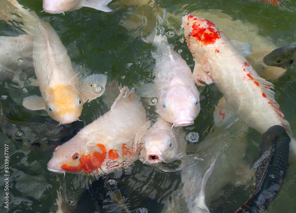 White koi fish with red and yellow markings plus black koi are swimming ...