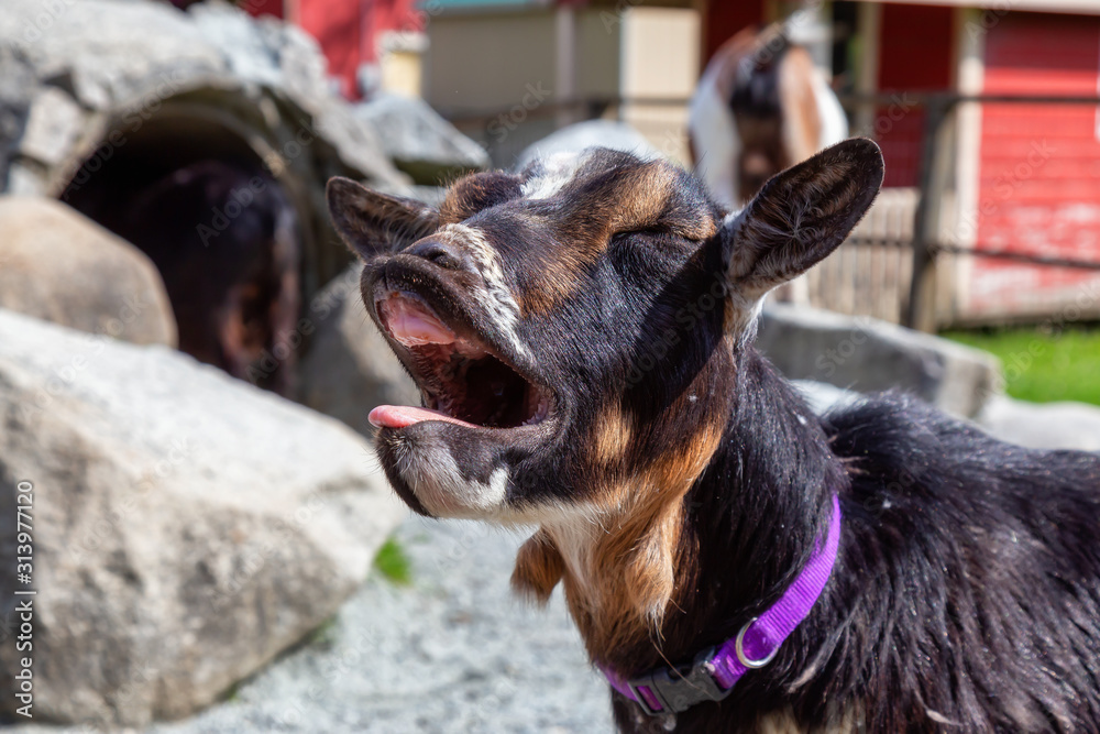Cute and Funny Goat is making funny Faces in a Farm during a sunny day ...