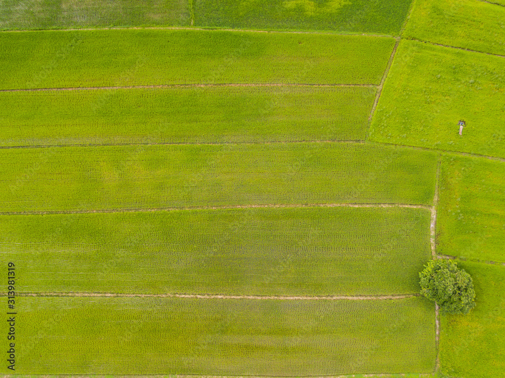 Aerial view of rice paddy field in Chiang Rai province of Thailand in ...