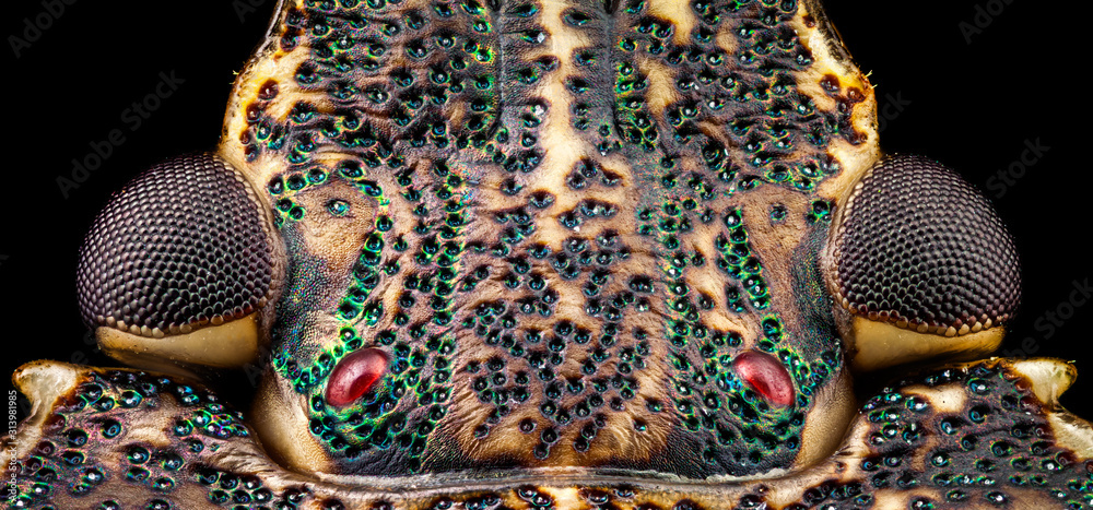 Dorsal view of a Stink Bug head (Halyomorpha halys) detailing the eyes ...