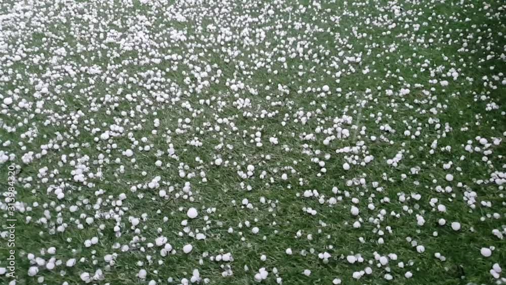 Destructive hail thunder storm hitting grass in garden with hailstones ...