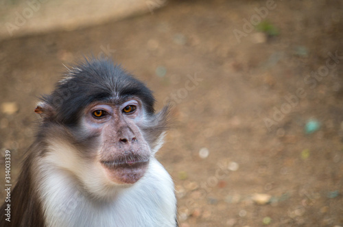 Sooty Mangabey Monkeys