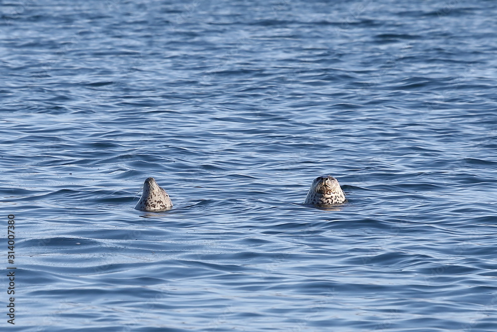 Seals (spotted seal, largha seal, Phoca largha) swimming in blue sea ...