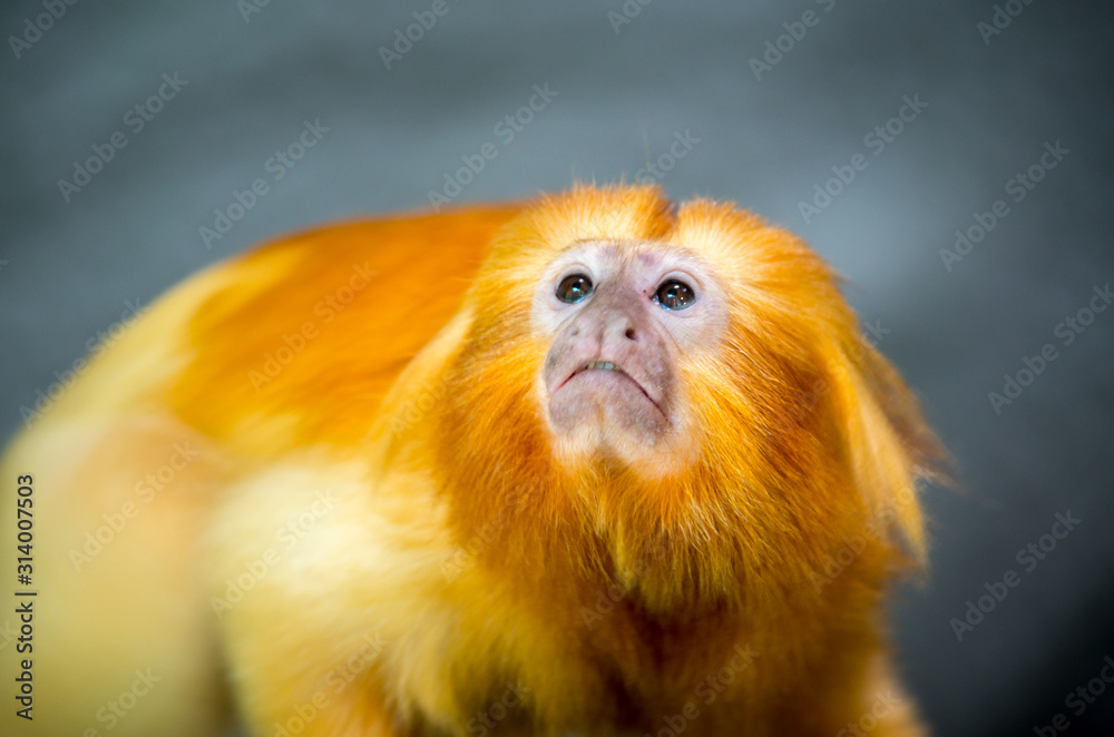 The golden lion tamarin (Leontopithecus rosalia), also known as the ...