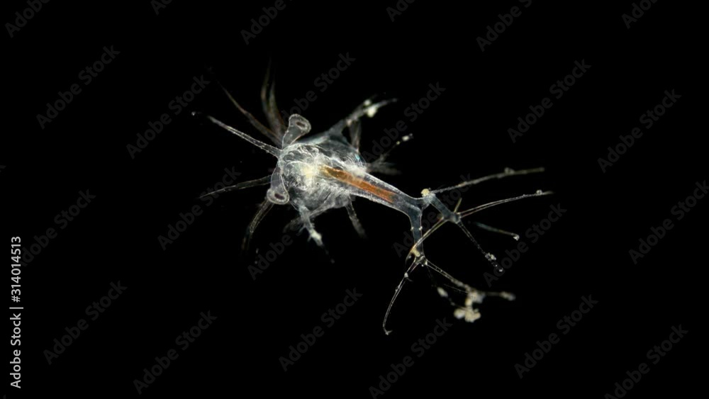 Stockvideon Shrimp larva under a microscope, at the 3rd stage of the ...