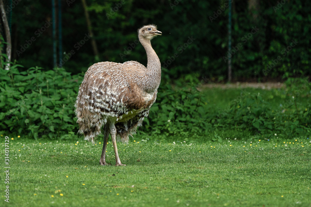 Darwin's rhea, Rhea pennata also known as the lesser rhea. Stock Photo ...