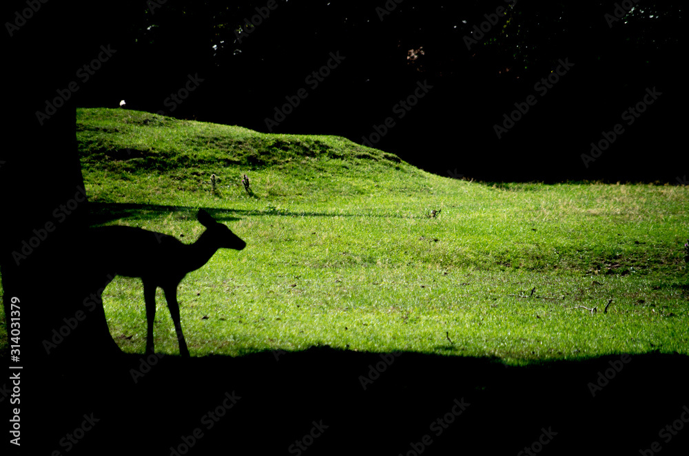 The Bactrian deer (Cervus hanglu bactrianus), also called the Bukhara ...