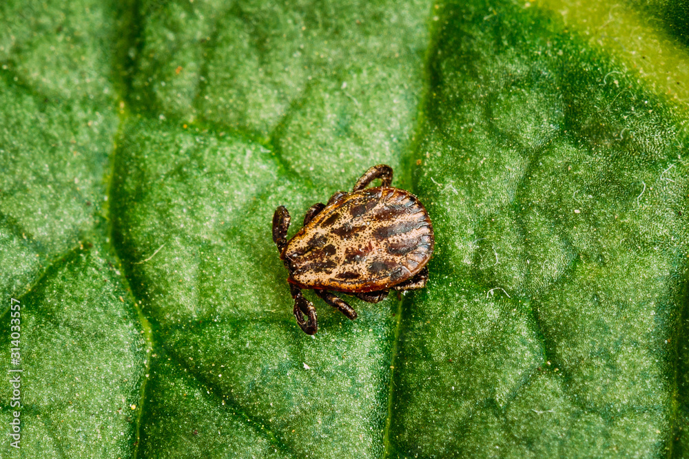 Dermacentor Reticulatus On Green Leaf. Also Known As The Ornate Cow ...