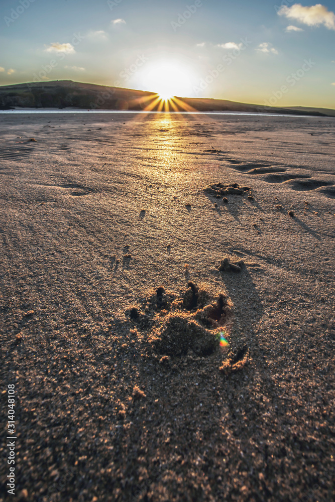 Sunset on sandy beach with dog paw prints in the sand. Stock Photo ...