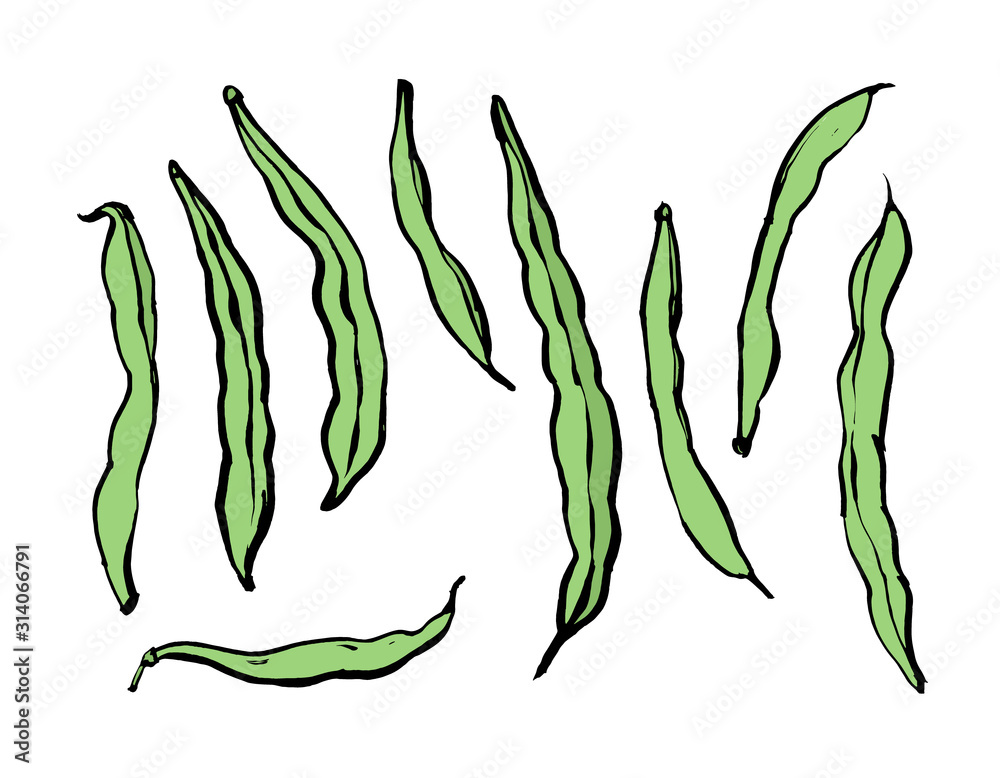 Drawing of string beans on a white background, drawn by hand, vector ...