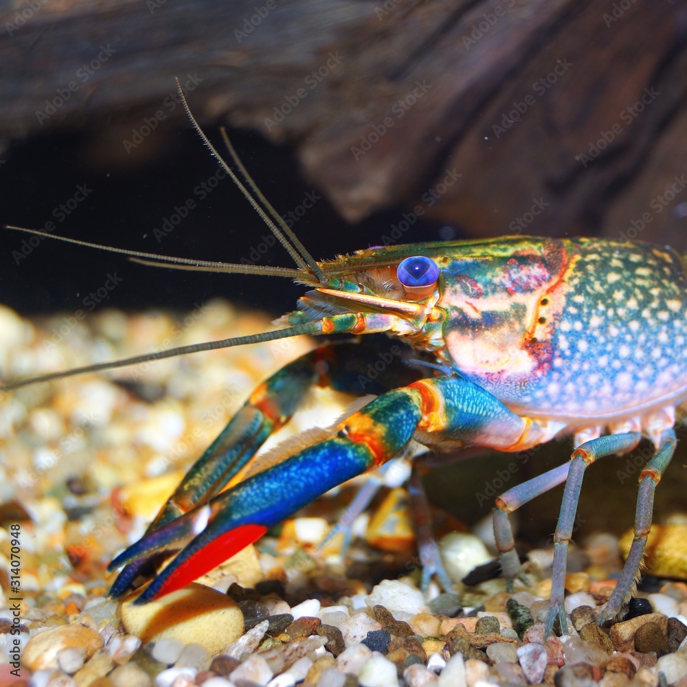 Colorful Australian blue crayfish - cherax quadricarinatus in aquarium ...