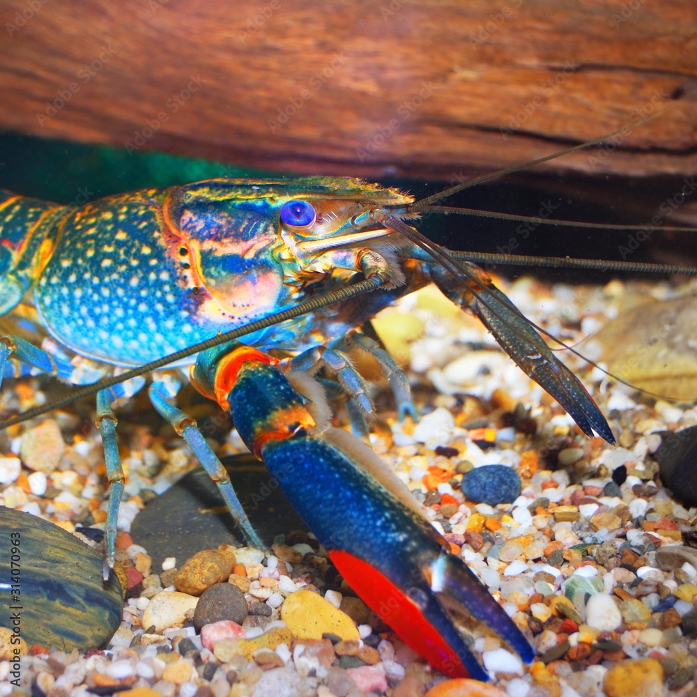 Colorful Australian blue crayfish - cherax quadricarinatus in aquarium ...
