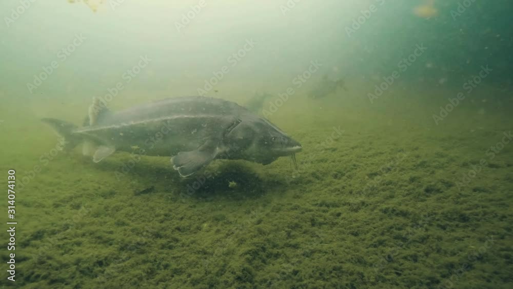 Vidéo Stock Freshwater fish Russian sturgeon, acipenser gueldenstaedti ...