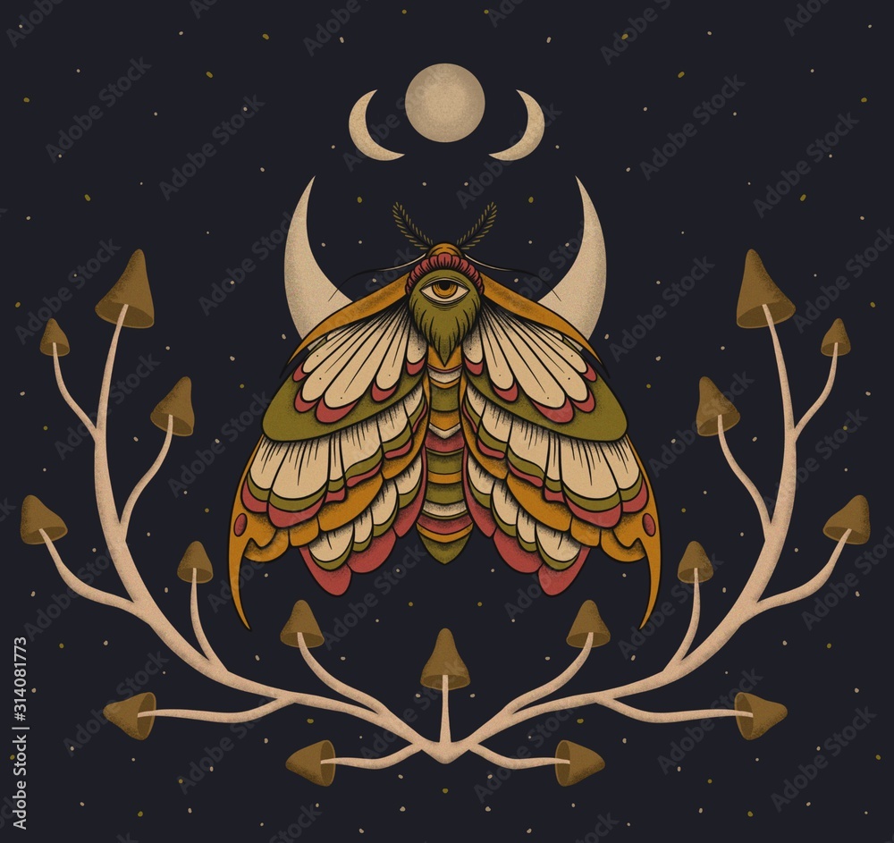 Eyed hawk-moth colored illustration, drawing, engraving, ink, line art ...