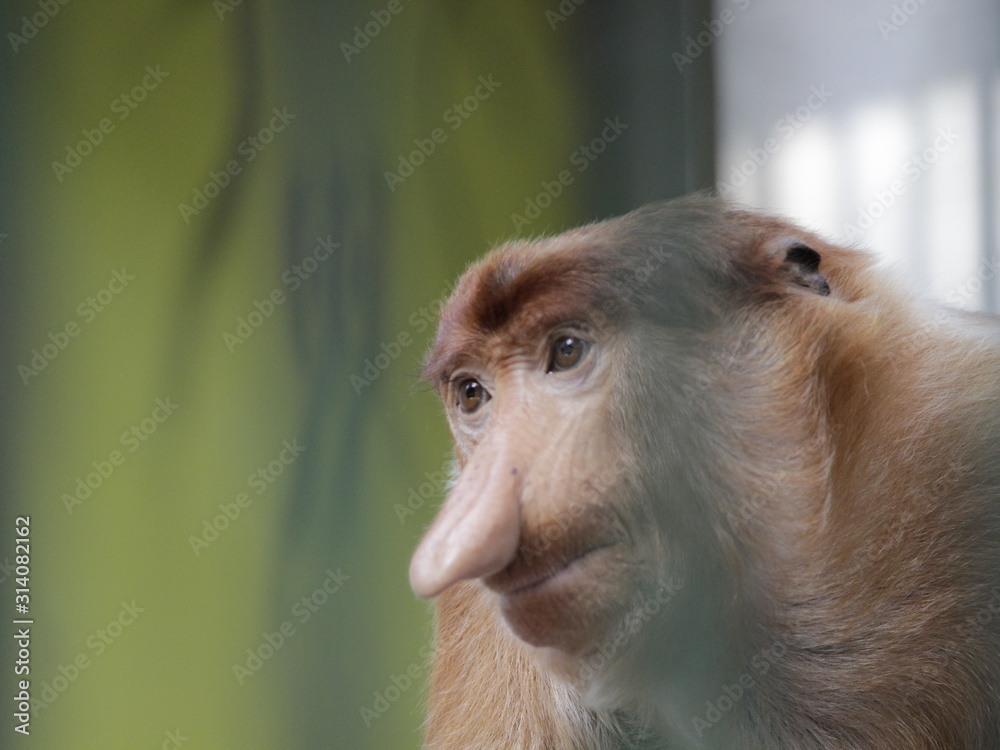 Proboscis monkey, a native species of monkey in Southeast Asia Stock ...