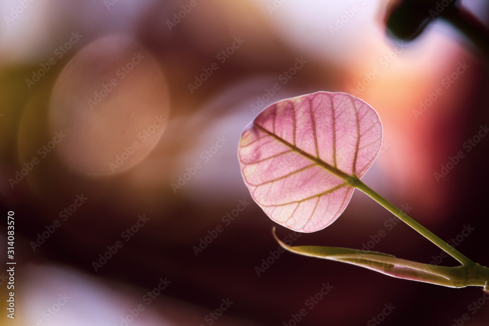Bo leaf with Sunlight in the morning, Bo tree representing Buddhism in ...