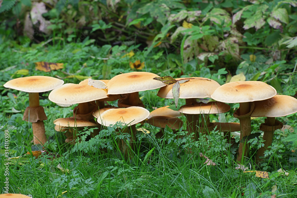 Golden Cap Mushrooms