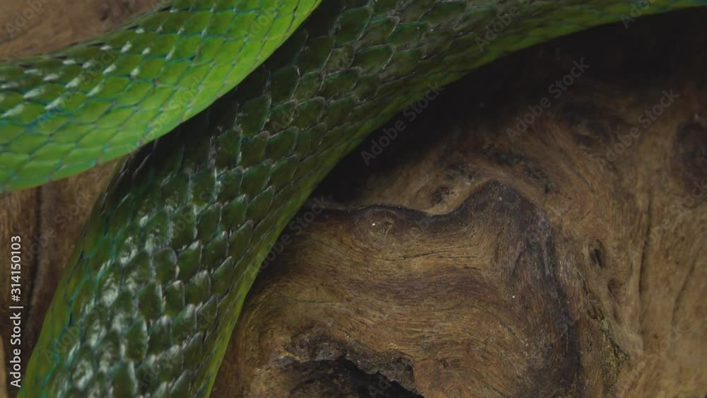 Rhinoceros Ratsnake or Rhynchophis Boulengeri. Also Known as Rhinoceros ...