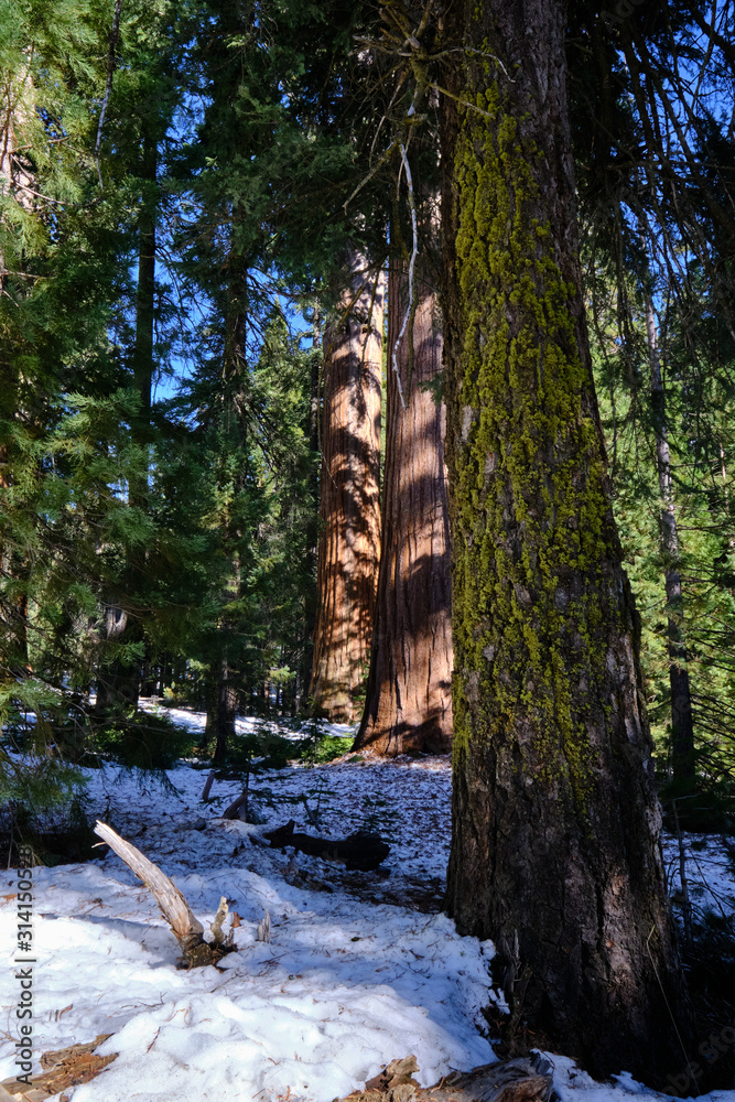 Winter scene among Giant Sequoias in Grants Grove, Kings Canyon ...