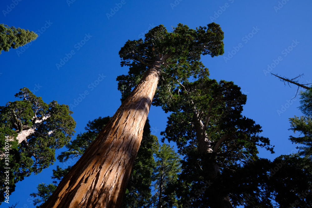 Winter scene among Giant Sequoias in Grants Grove, Kings Canyon ...