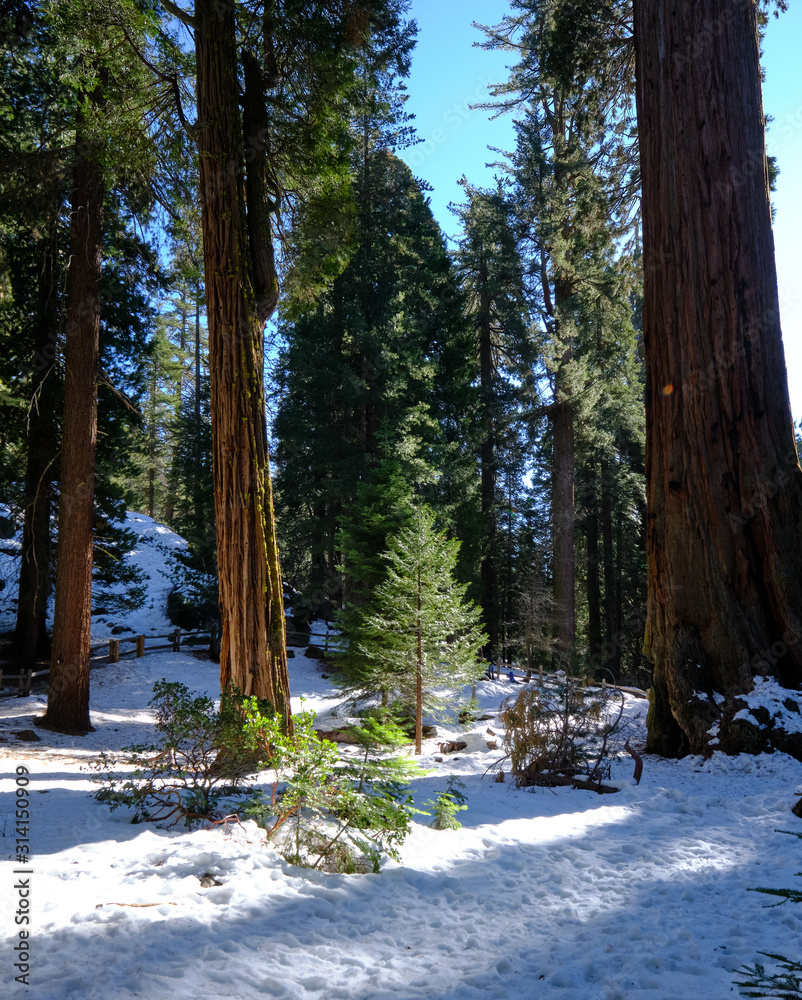 Winter scene among Giant Sequoias in Grants Grove, Kings Canyon ...