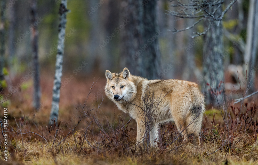 Photo Eurasian wolf, also known as the gray or grey wolf also known as ...