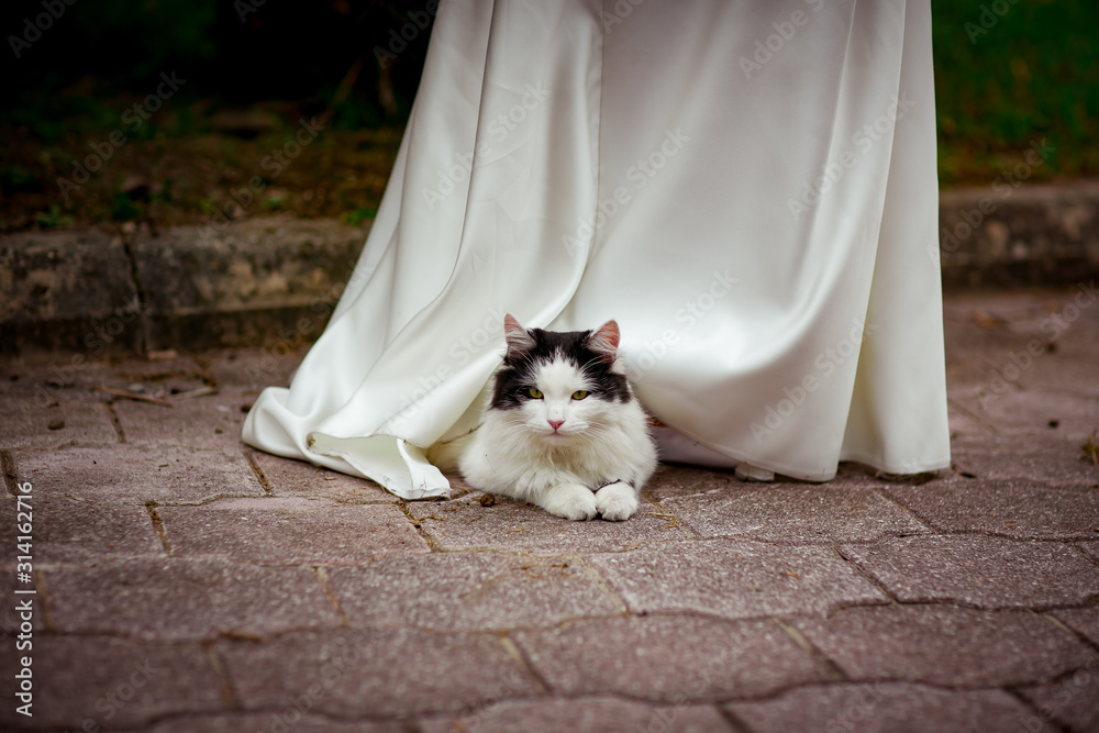 Cute Cat Wedding