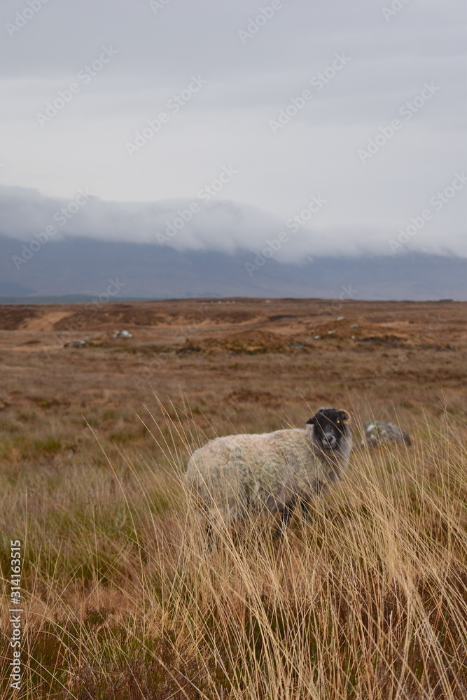 Scottish blackface sheep in Ireland. Donegal, Galway, Mayo, Kerry ...