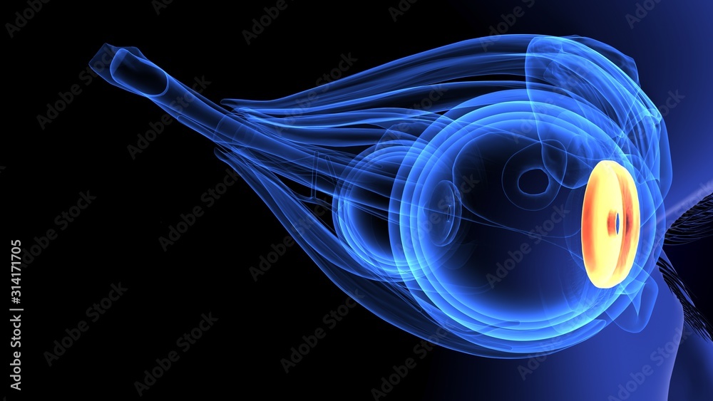 3d illustration of human body eye intersection anatomy Stock ...