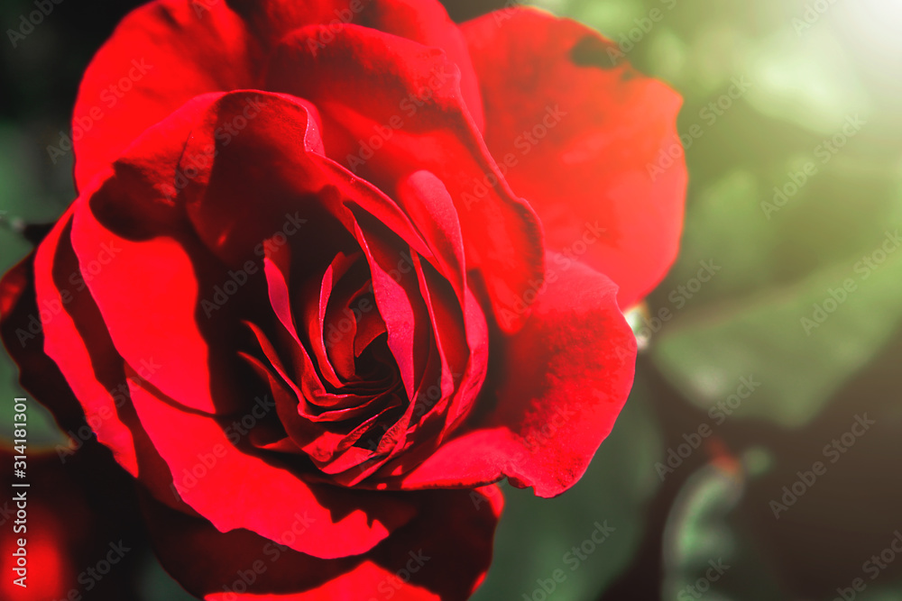 red rose flower with water drops on green grass background. Fresh wet ...